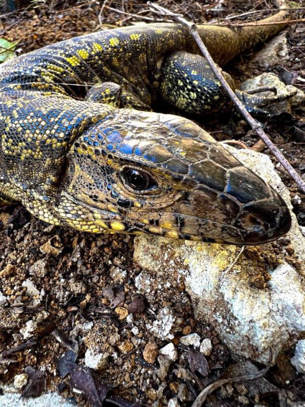Teiú: o gigante escamoso que habita os caminhos do Brasil - Olhos da Mata